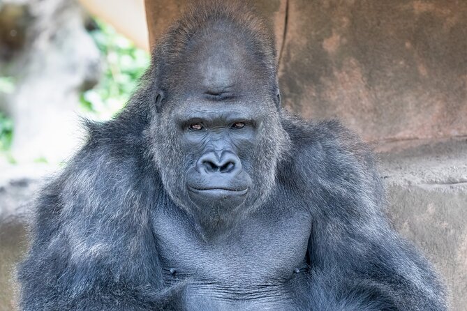 Audubon Zoo Ticket - What to Expect from the Audubon Zoo Ticket Experience