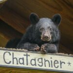Audubon Zoo Ticket - Final Thoughts: Is the Audubon Zoo Worth It?