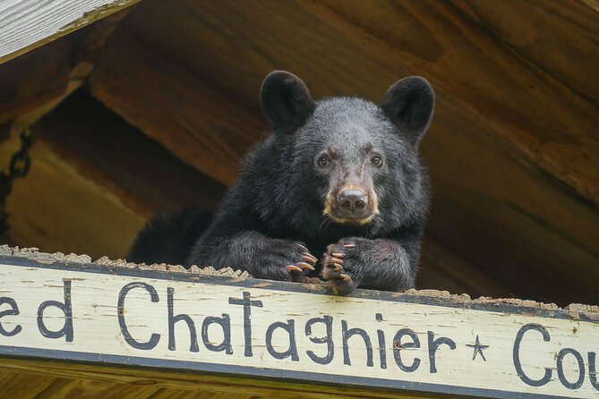 Audubon Zoo Ticket - Final Thoughts: Is the Audubon Zoo Worth It?