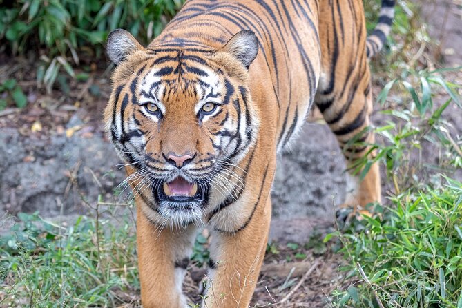 Audubon Zoo Ticket - Frequently Asked Questions