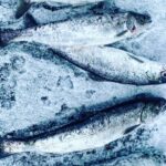 "Aurora Ice" - Ice Fishing & Salmon Dinner Tour - What to Bring and Tips