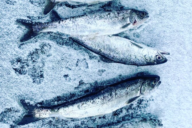 "Aurora Ice" - Ice Fishing & Salmon Dinner Tour - What to Bring and Tips