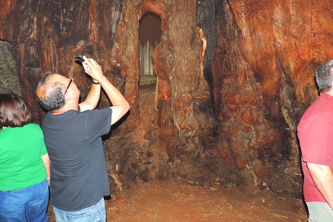 Avenue of the Giant Redwood Private 1 day Tour from San Francisco - The Sum Up