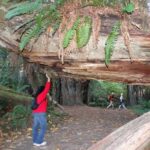 Avenue of the Giants Redwoods private 2-day tour +1 night hotel - FAQ