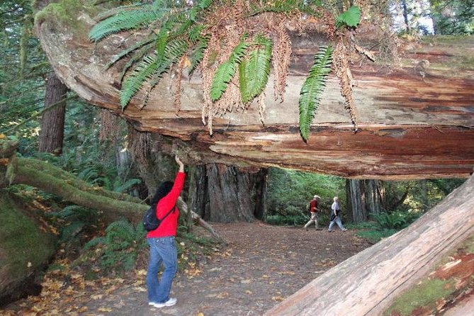Avenue of the Giants Redwoods private 2-day tour +1 night hotel - FAQ