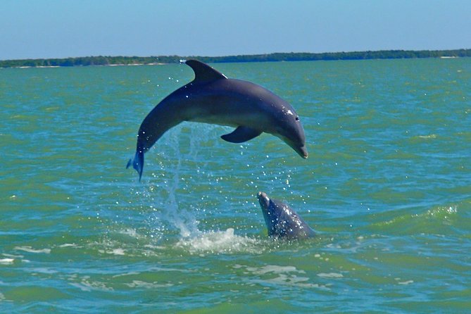 Avi's Premium Dolphin Tour by Jet Ski - An Up-Cclose Look at Avis Premium Dolphin Tour