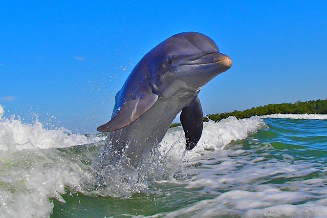 Avi's Premium Dolphin Tour by Jet Ski - FAQ