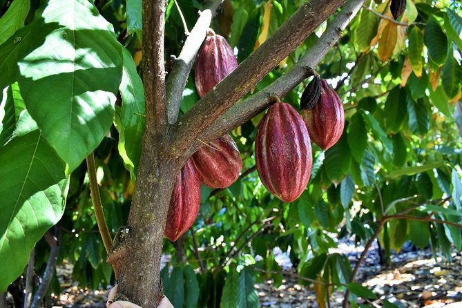 Award Winning Farm Tour: Coffee, Chocolate and Unique Gifts - Coffee Tasting and Production