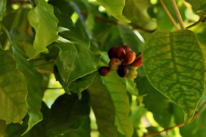 Award Winning Farm Tour: Coffee, Chocolate and Unique Gifts - Tour Logistics and Practical Details