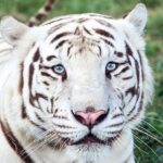 Awareness Tour - The Animals and Their Stories