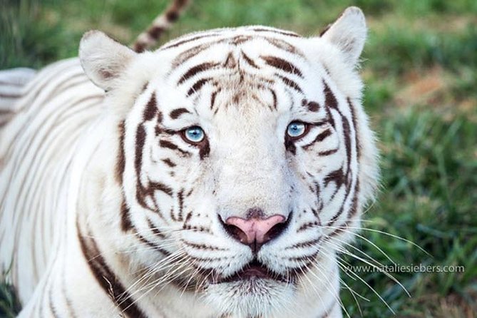 Awareness Tour - The Animals and Their Stories