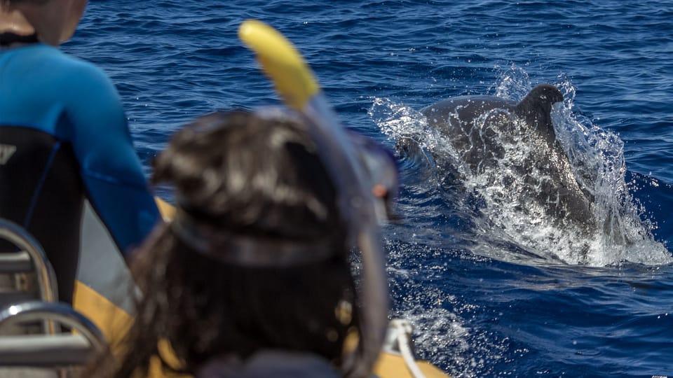 Azores: Swim with Dolphins Atlantic Experience - Key Points