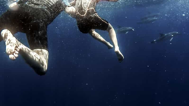 Azores: Swim with Dolphins Atlantic Experience - What’s Included and What’s Not