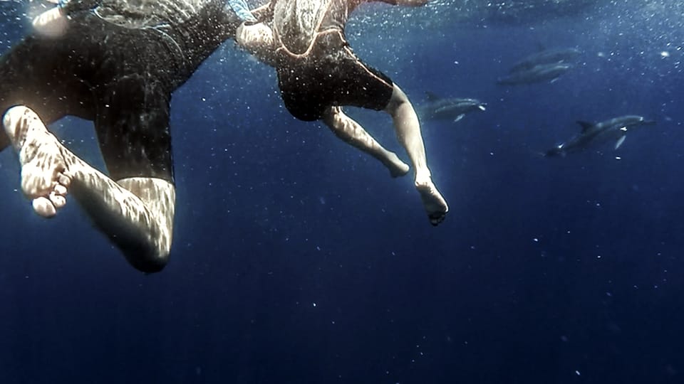 Azores: Swim with Dolphins Atlantic Experience - Authentic Experiences and Real Traveler Feedback