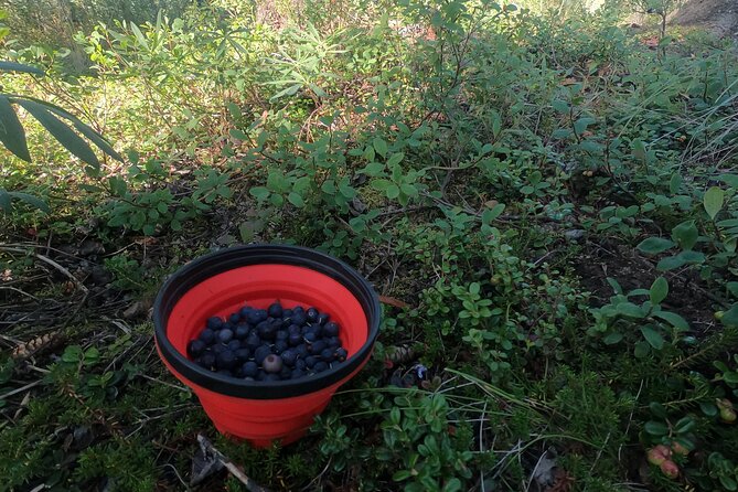 Backcountry Eats & Foraging Treats - The Sum Up