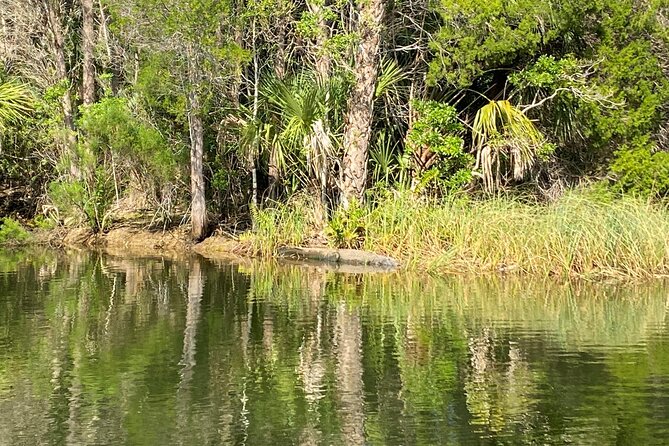 Backland Alligator Electric Paddle Tour - Practical Details and Value