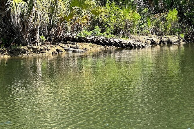 Backland Alligator Electric Paddle Tour - Who Will Love This Tour?