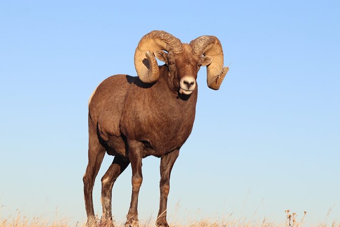 Badlands Sunset & Wildlife: Nature's Evening Glow - Key Points