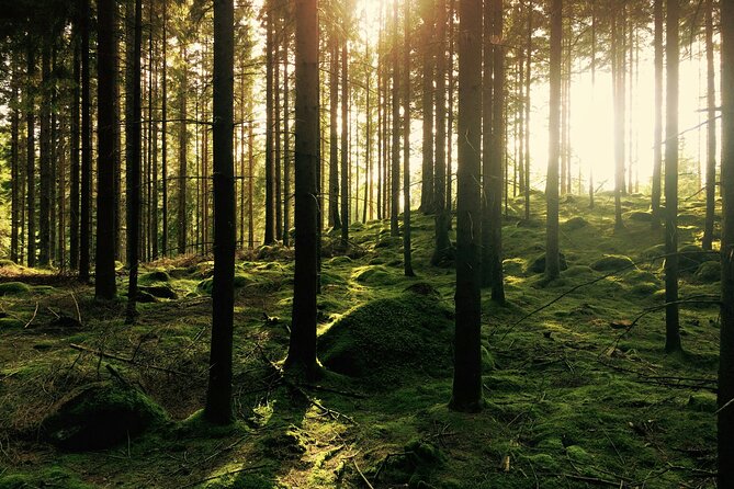 Bainbridge Island Serenity Forest Hike & Cultural Landmarks Tour - The Sum Up