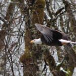 Bald Eagles Nesting Area Tour at Skagit River - An In-Depth Look at the Tour Experience