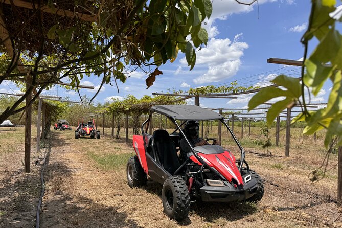 Bamboo Dune Buggy Tour - The Itinerary in Detail: What to Expect