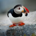 Bar Harbor: Acadia National Park Small-Group Guided Tour - Final Thoughts: Who Will Love This Tour?