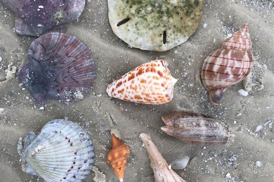 Barrier Island Shelling Tour - What to Expect During the Tour