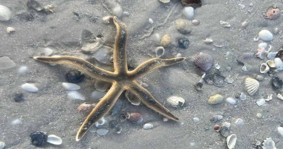 Barrier Island Shelling Tour - Authentic Experiences and Guest Insights