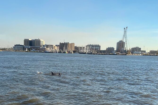 Baywatch Dolphin Tour - The Value of the Experience