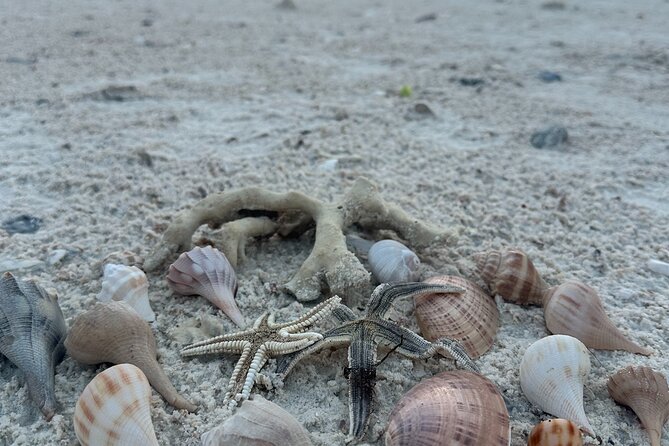 Beach and Shelling Excursion - Public - Practical Details and What to Expect
