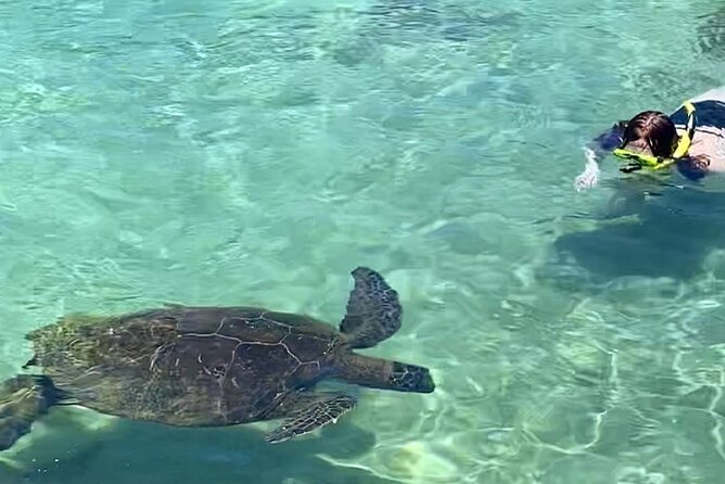 Beach Snorkel - Sea Turtle and Black Sand Lagoon - What Makes This Tour Stand Out