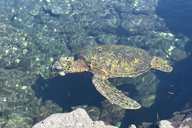 Beach Snorkel - Sea Turtle and Black Sand Lagoon - Who Will Love This Tour?