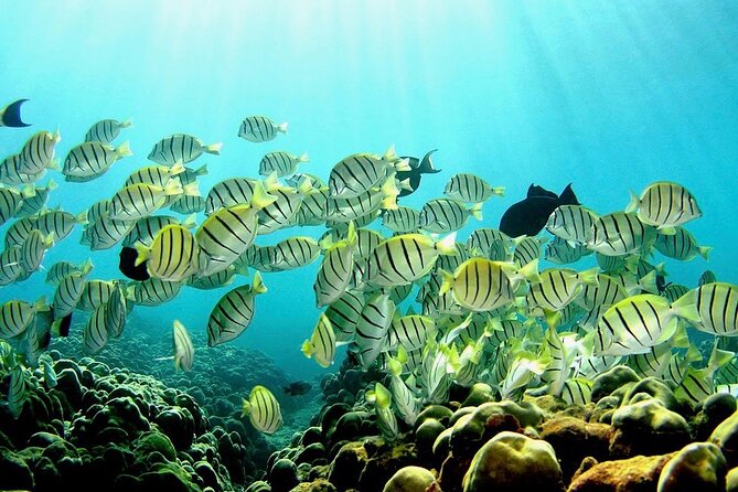 Beach Snorkel - Sea Turtle and Black Sand Lagoon - Detailed Review of the Experience