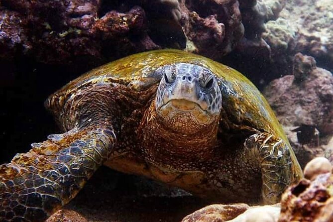 Beach Snorkel - Sea Turtle and Black Sand Lagoon - Final Thoughts