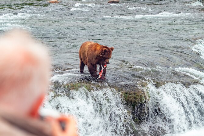 Bear Viewing at Brooks Falls in Katmai National Park - Introduction