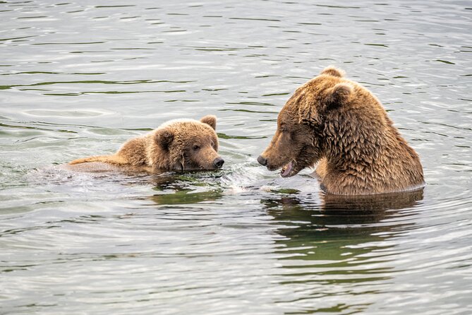 Bear Viewing at Brooks Falls in Katmai National Park - The Itinerary in Detail
