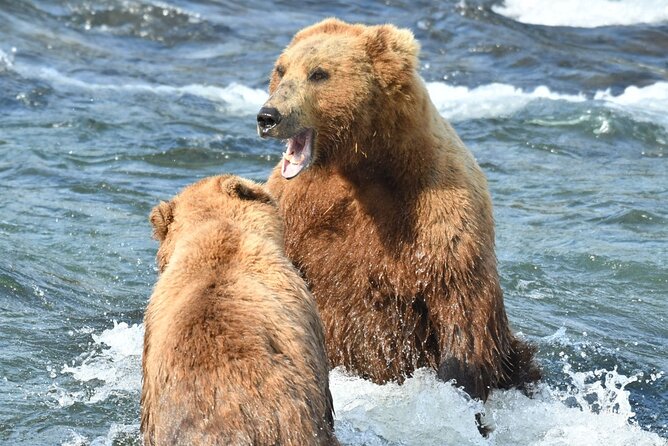 Bear Viewing at Brooks Falls in Katmai National Park - What’s Included and What’s Not