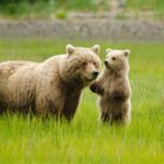 Bear Viewing Excursion and Airplane Adventure Tour - Key Points