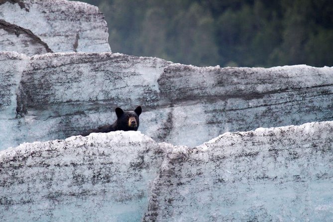 Bears, Trains & Icebergs Tour - The Itinerary in Detail: What to Expect