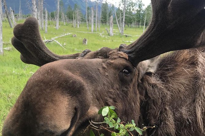 Bears, Trains & Icebergs Tour - The Value Proposition: Is It Worth It?