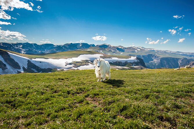 Beartooth Highway Private Half Day Tour - Wildlife & Nature: What Youll Likely See