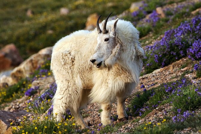 Beartooth Highway Private Half Day Tour - Value for Money: Is It Worth the Price?