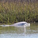 Beaufort Private Dolphin Excursions - Detailed Review of Beaufort Private Dolphin Excursions