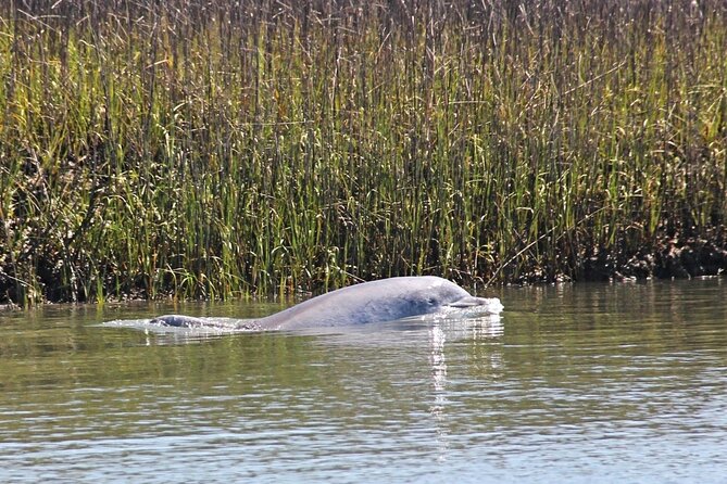 Beaufort Private Dolphin Excursions - Detailed Review of Beaufort Private Dolphin Excursions