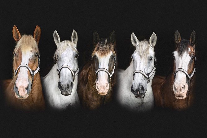 Beauforts #1 Horse & Carriage History Tour - FAQ
