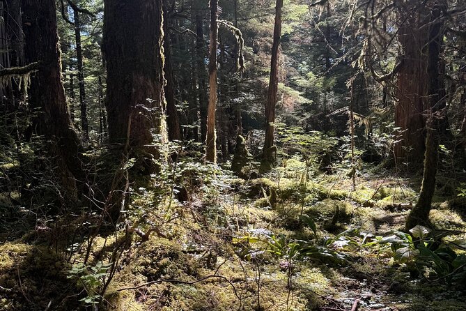 Beautiful Hike on Tongass National Forest's Lunch Creek Trail - Beautiful Hike on Tongass National Forests Lunch Creek Trail: A Practical Guide