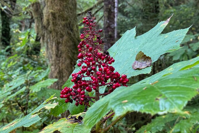 Beautiful Hike on Tongass National Forest's Lunch Creek Trail - Key Points