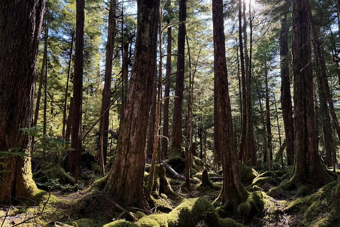 Beautiful Hike on Tongass National Forest's Lunch Creek Trail - Meeting Points and Logistics