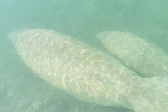 Beginner Friendly Island Snorkeling - An Authentic Look at the Miami Island Snorkeling Tour