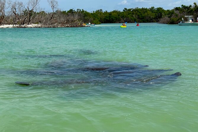 Beginner One Hour Guided Kayaking and SUP Activity - Key Points
